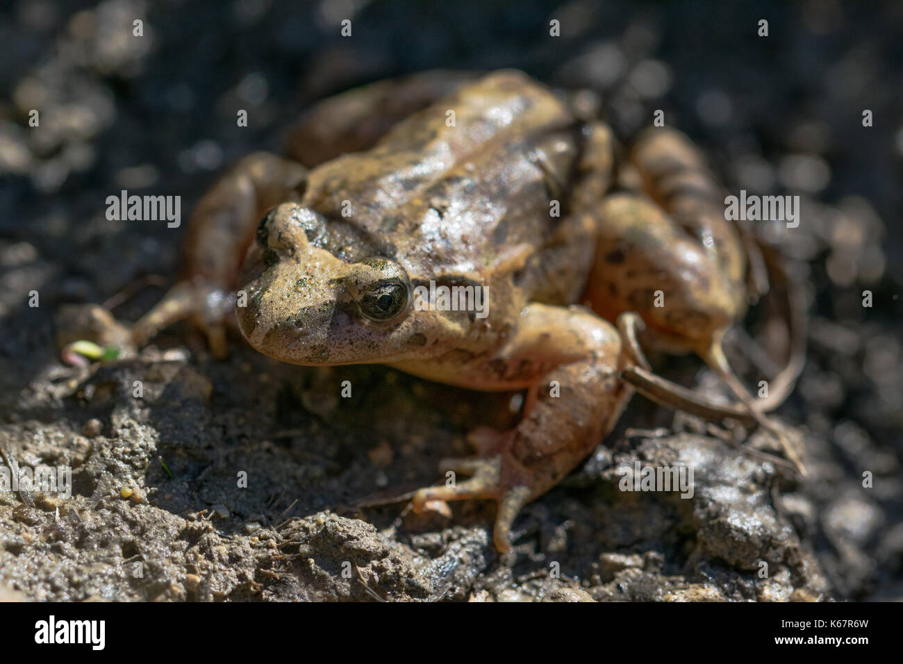 A Mediterranean Painted Frog, Discoglossus pictus, in the mud near a ...