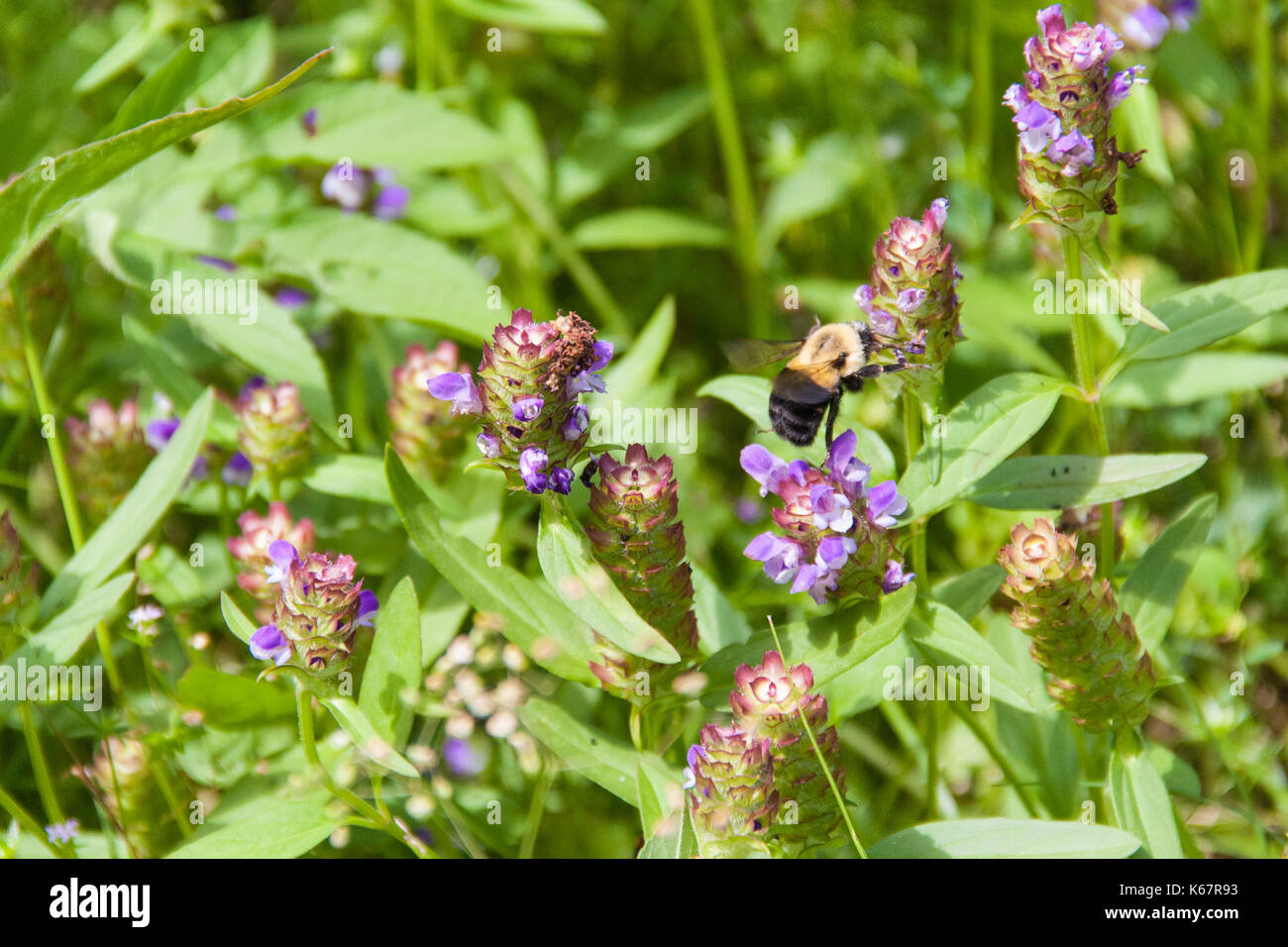 Bee gathering nectar in field of Heal-all Stock Photo - Alamy