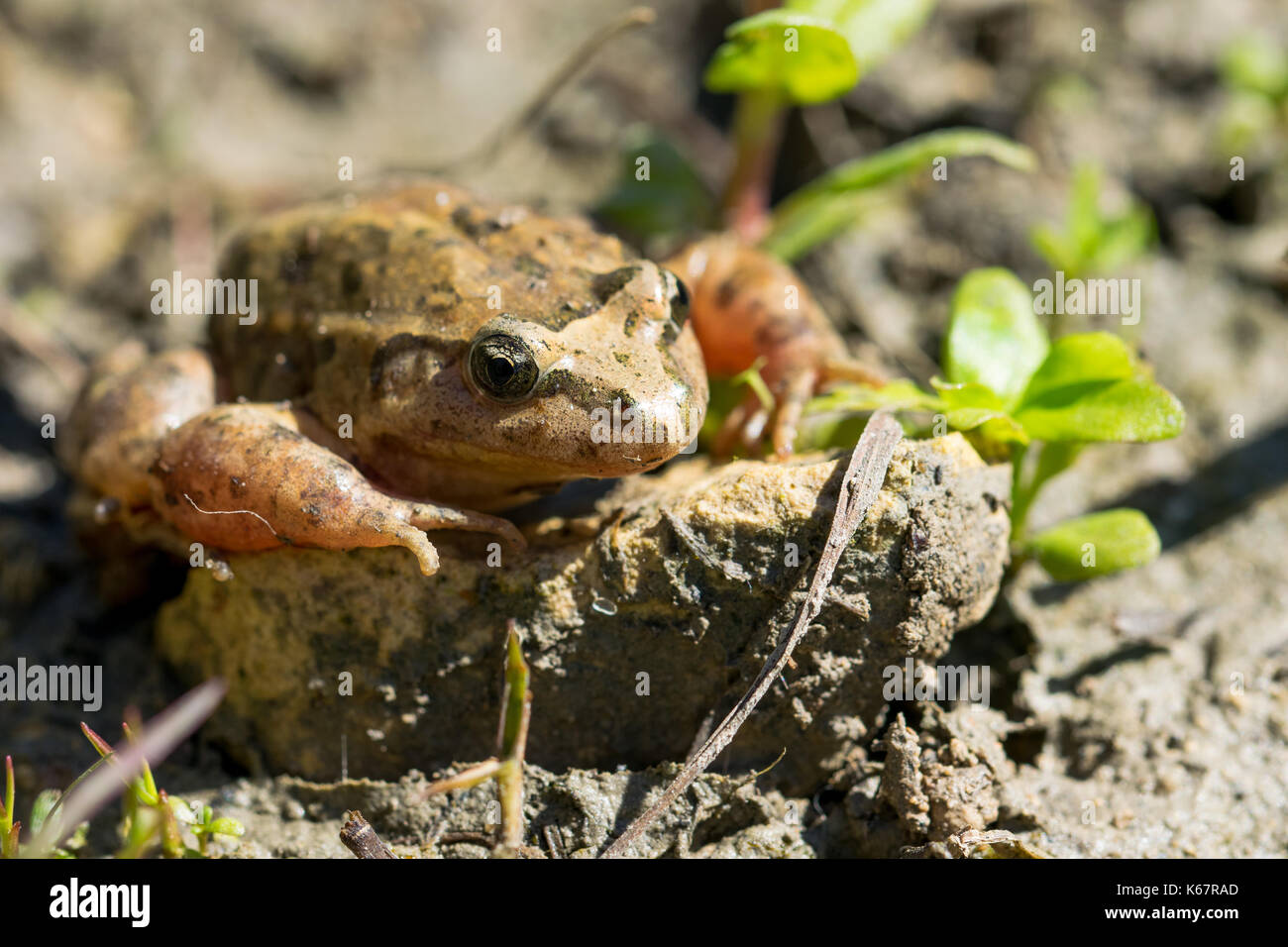 A Mediterranean Painted Frog, Discoglossus pictus, in the mud near a ...