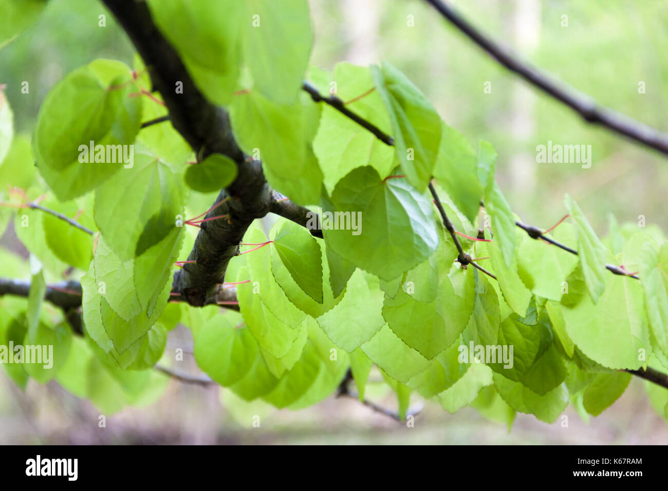 Katsura tree closeup, summer Stock Photo - Alamy