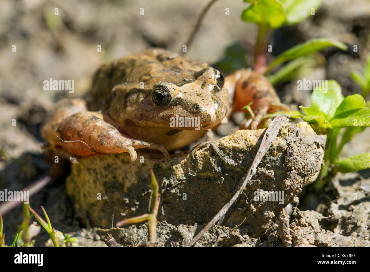 A Mediterranean Painted Frog, Discoglossus pictus, in the mud near a ...