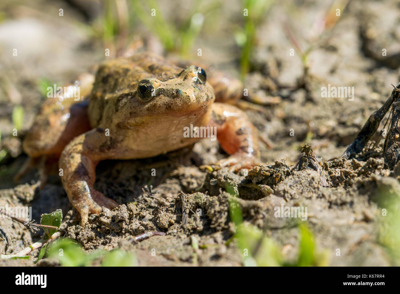 A Mediterranean Painted Frog, Discoglossus pictus, in the mud near a ...