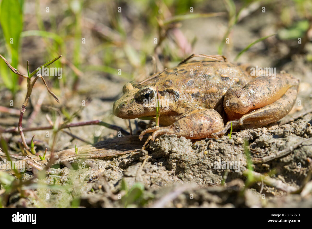 A Mediterranean Painted Frog, Discoglossus pictus, in the mud near a ...