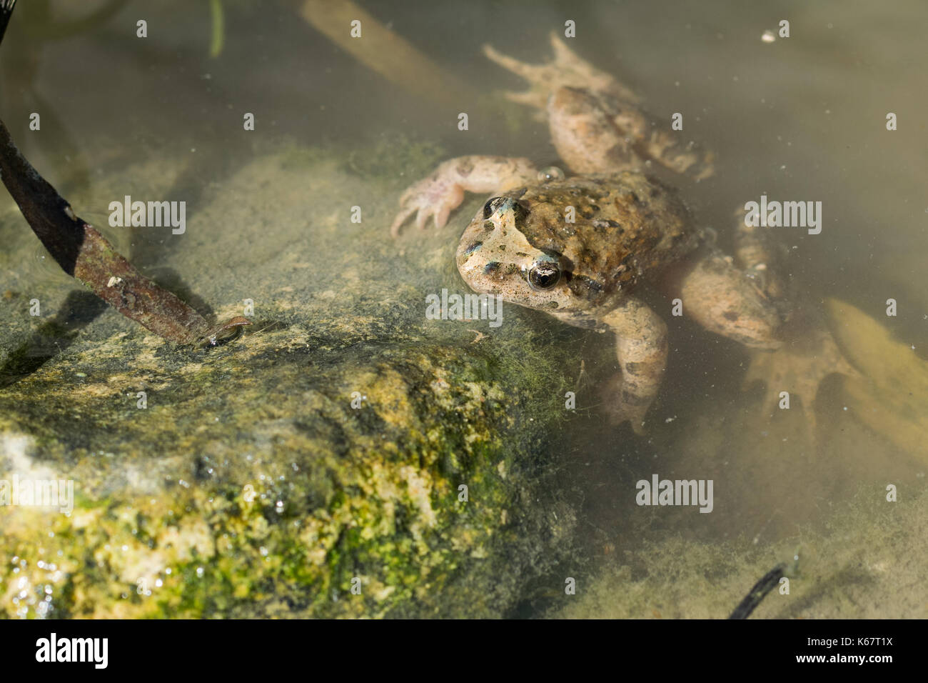 A Mediterranean Painted Frog, Discoglossus pictus, in a water pond in a ...