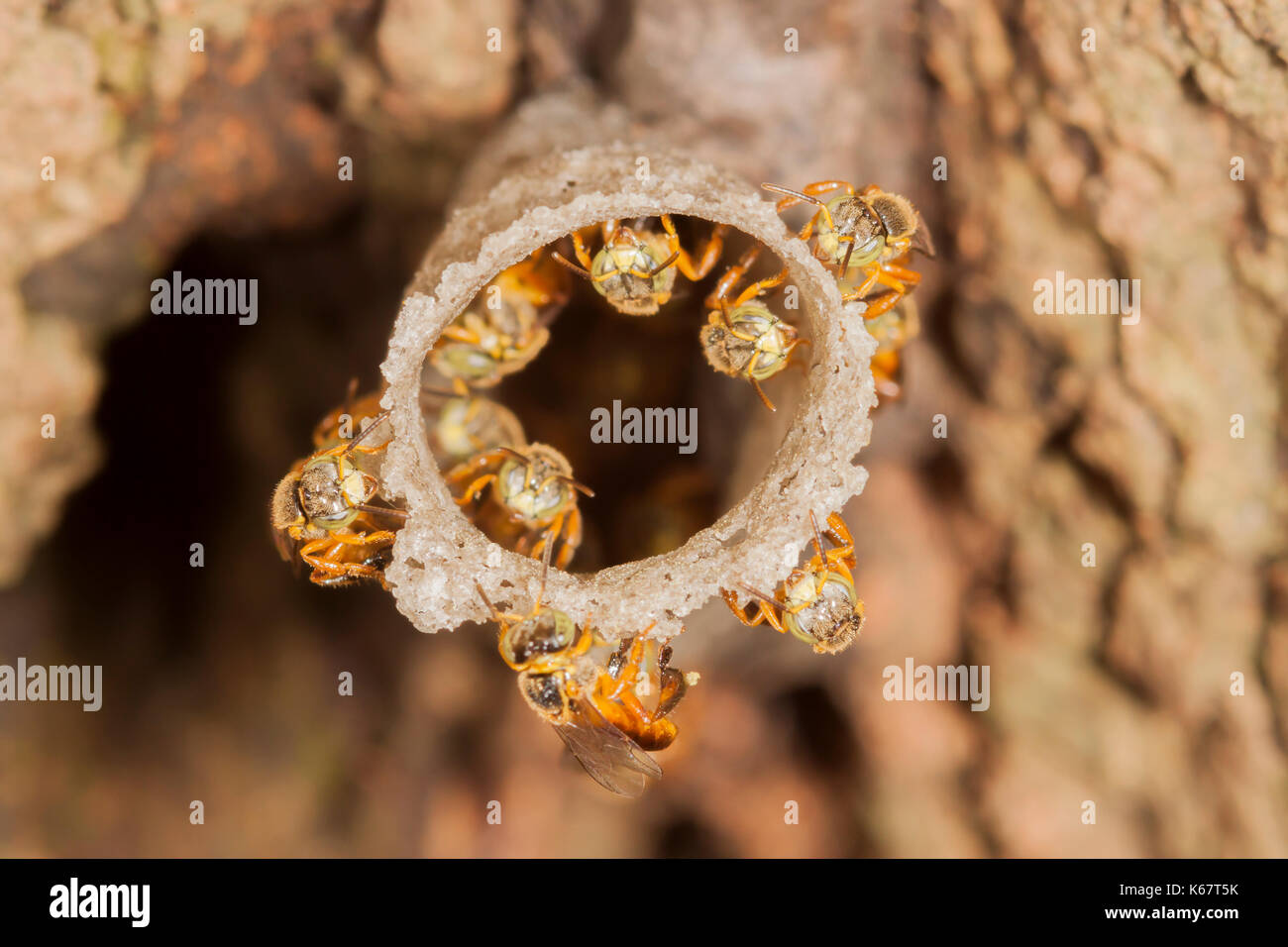 Jatai hi-res stock photography and images - Alamy