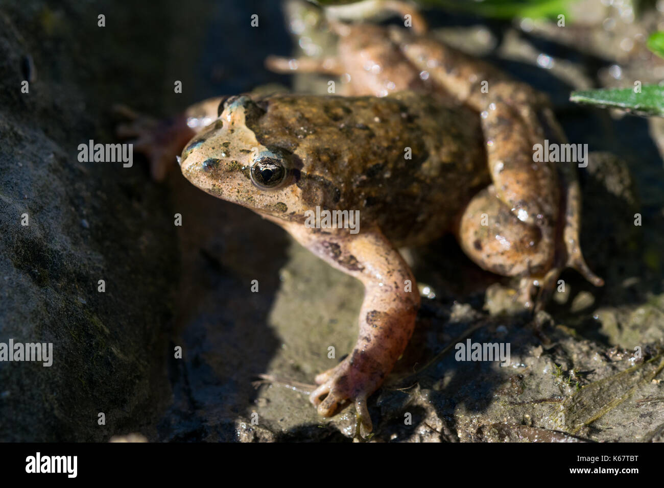 A Mediterranean Painted Frog, Discoglossus pictus, in the mud near a ...