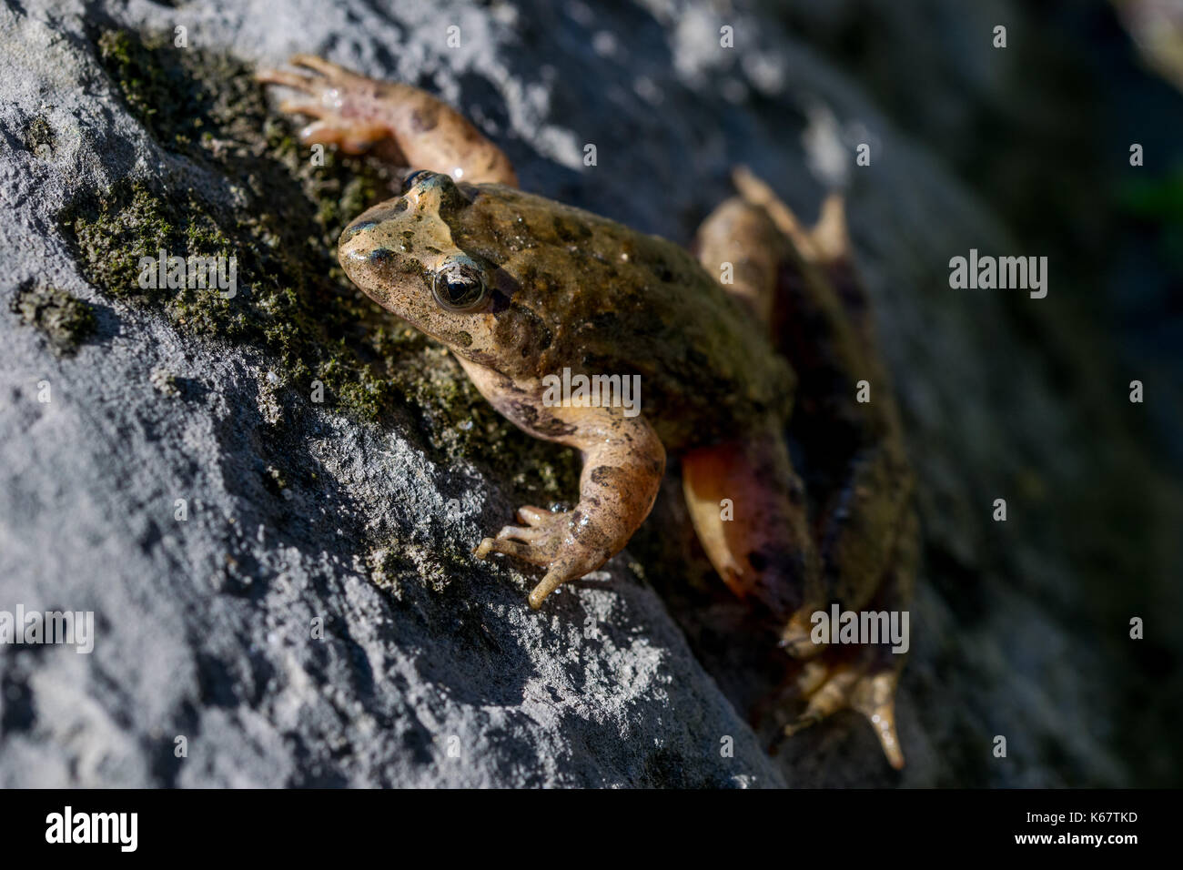 A Mediterranean Painted Frog, Discoglossus pictus, resting on a rock ...