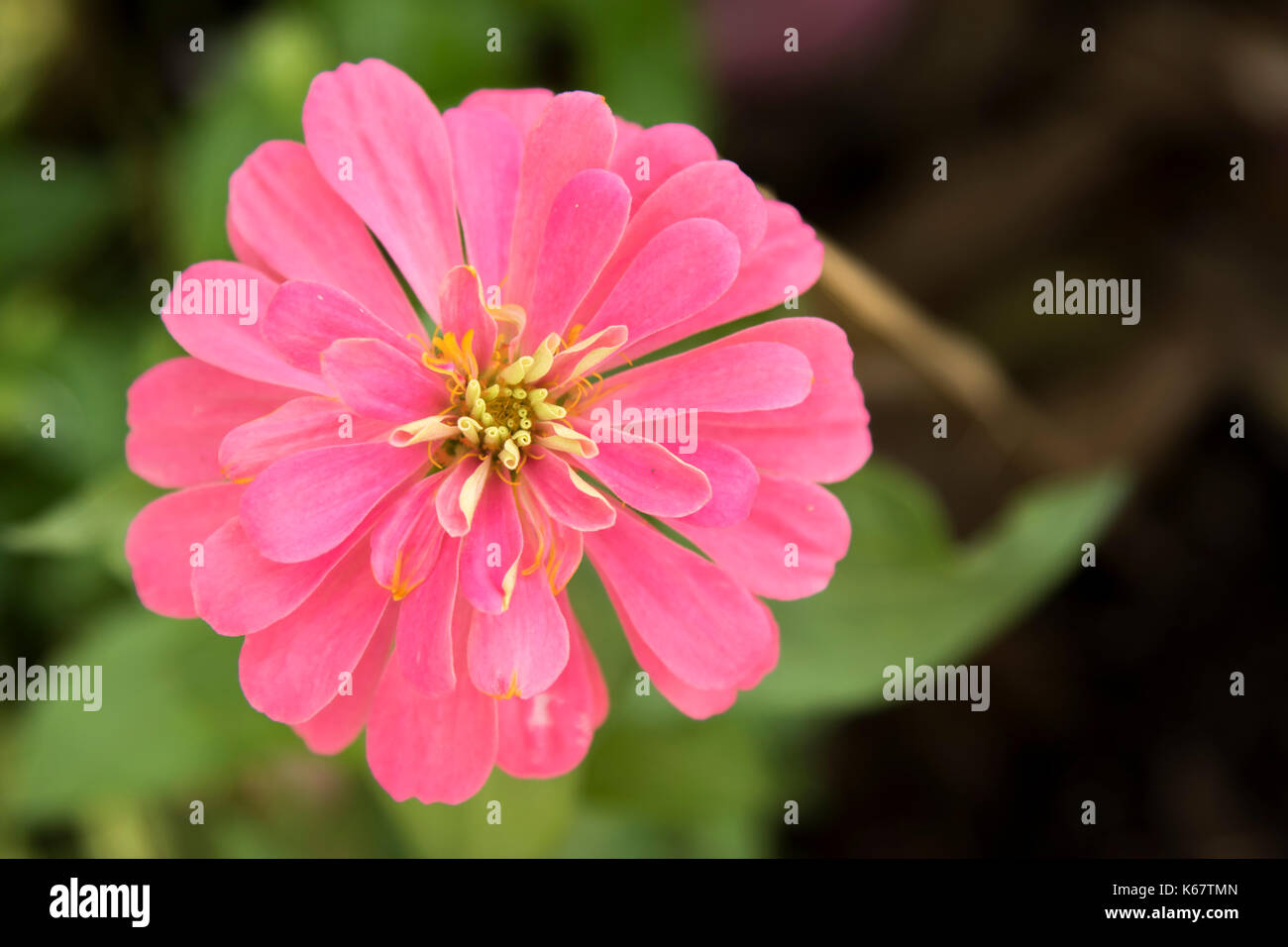 pink flower top view close um detail with green background Stock Photo ...