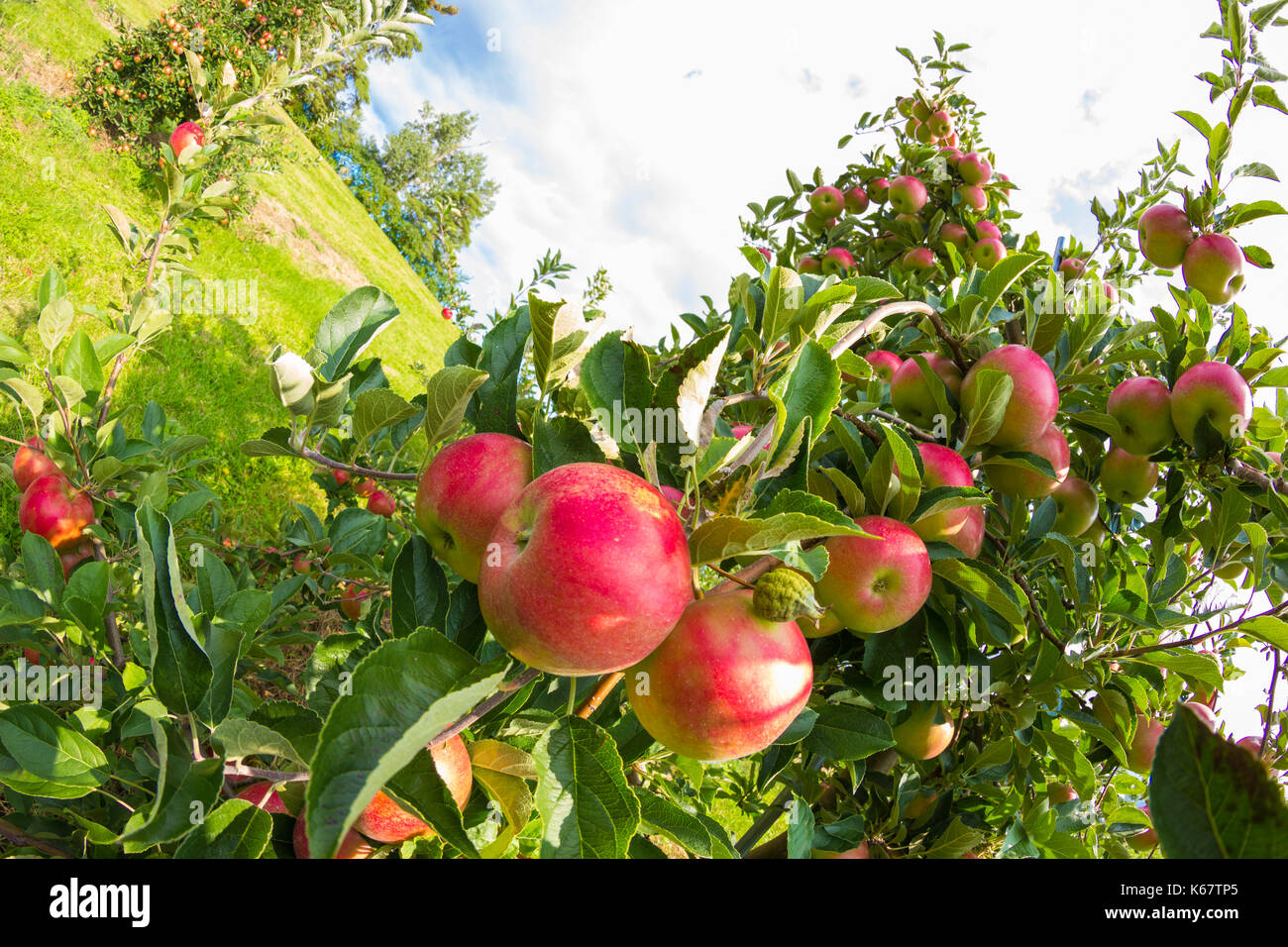 Apple orchards of central New York state Stock Photo - Alamy