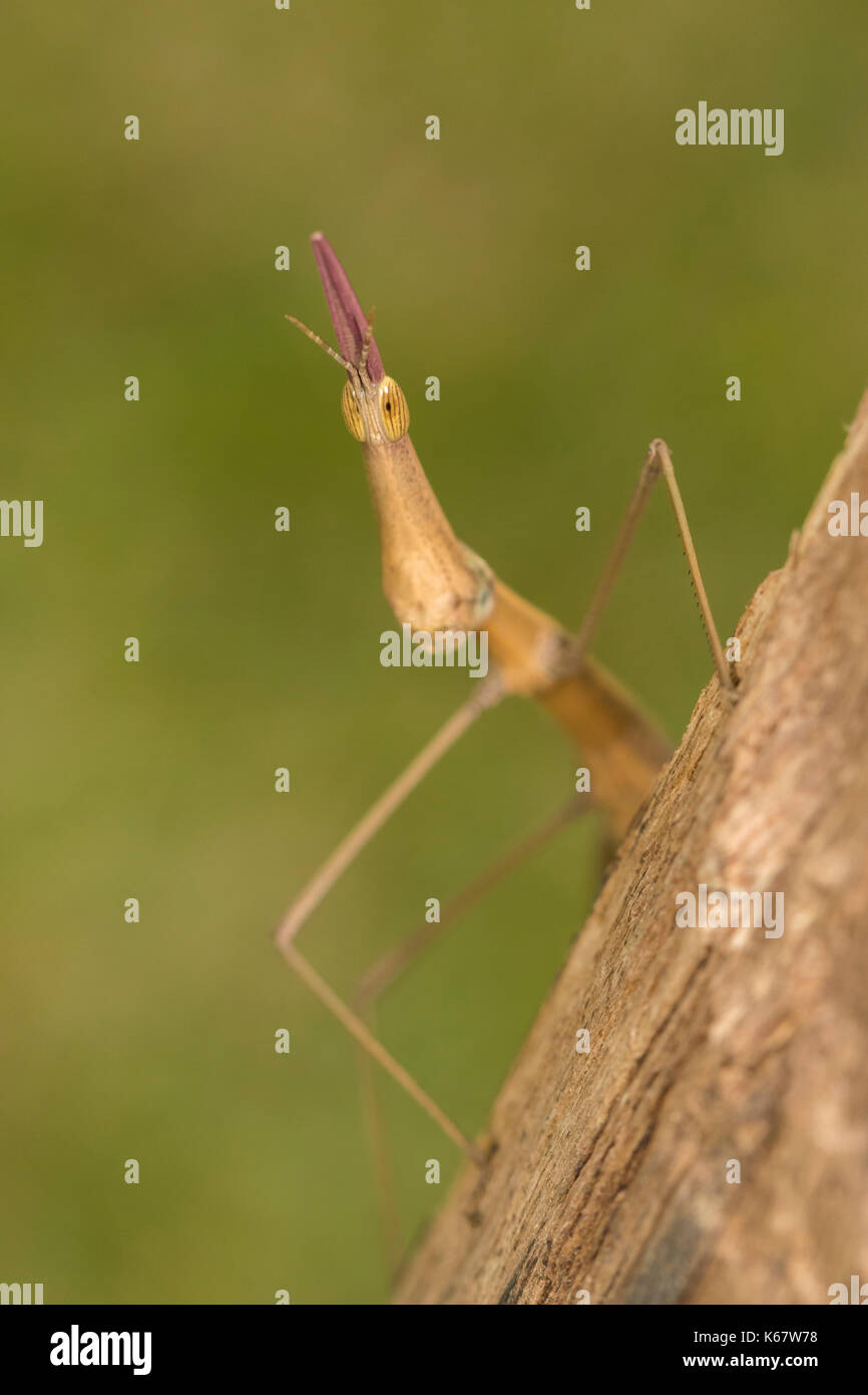 Phasmida hi-res stock photography and images - Alamy