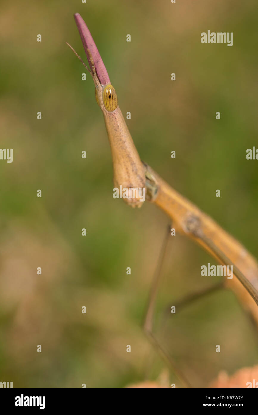 Phasmida hi-res stock photography and images - Alamy