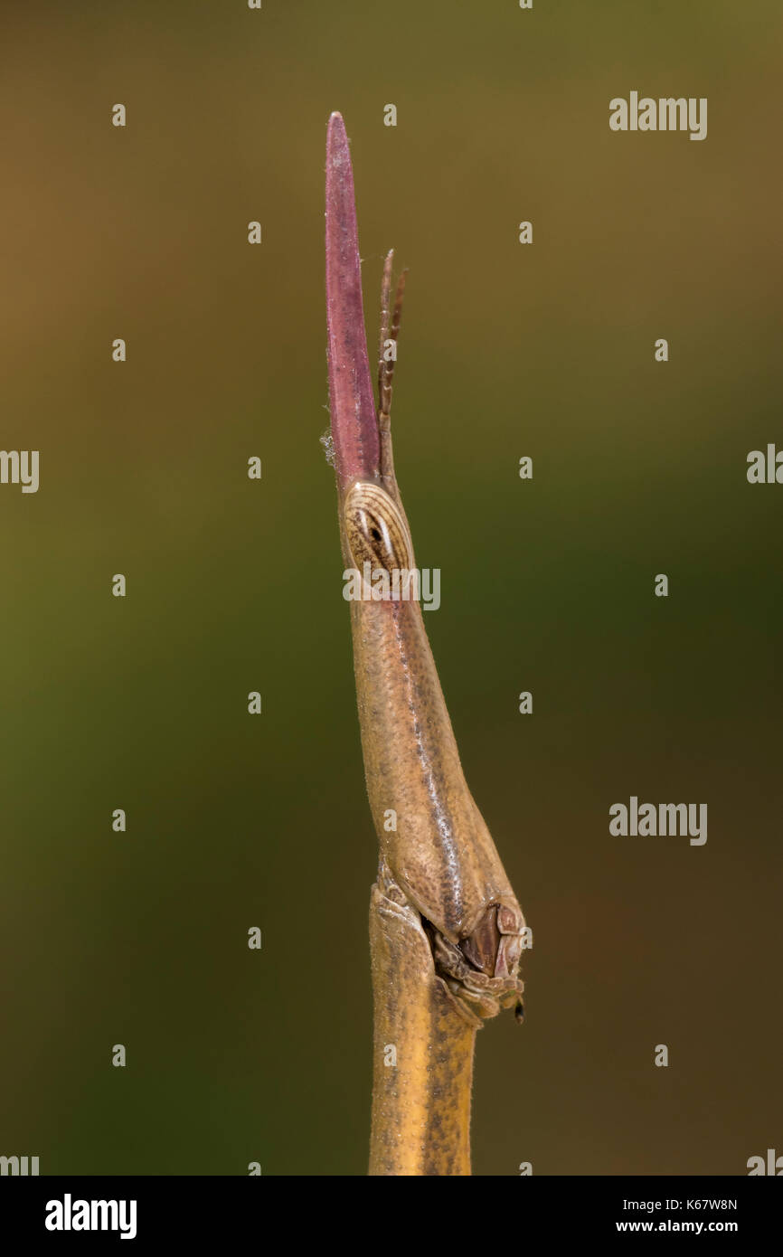 Phasmatodea phasmida phasmatoptera bug hi-res stock photography and ...