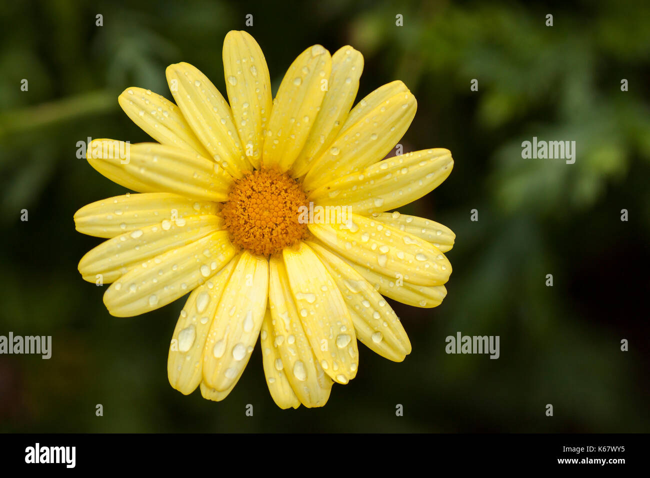 yellow daisy close up detail top view with green background Stock Photo ...