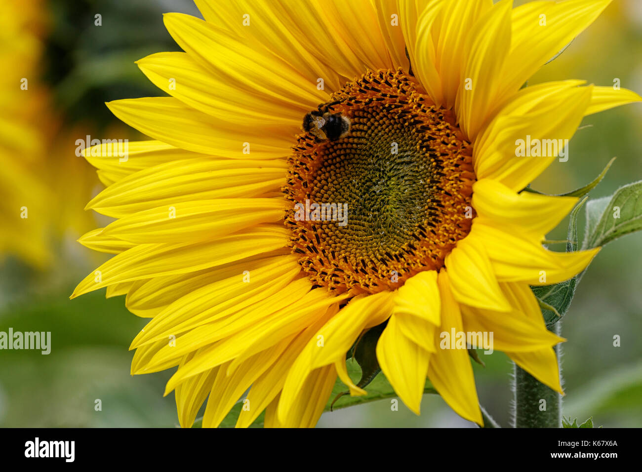 Like vincent sunflowers hi-res stock photography and images - Alamy