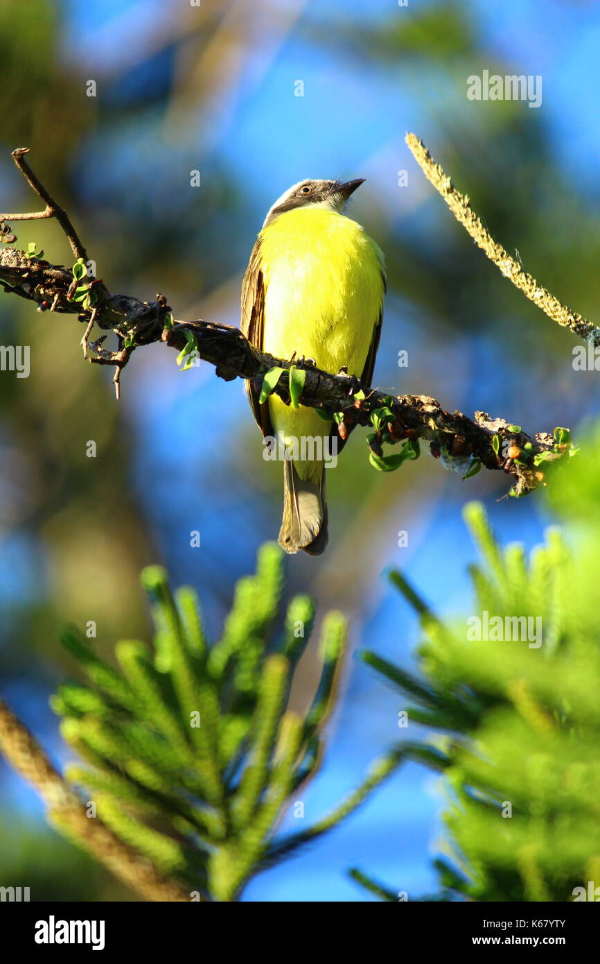Great Kiskadee on a branch Stock Photo - Alamy