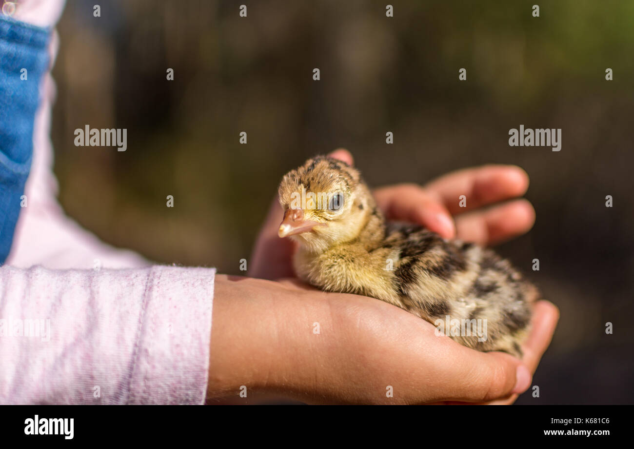 Turkey Farm Girl High Resolution Stock Photography and Images - Alamy