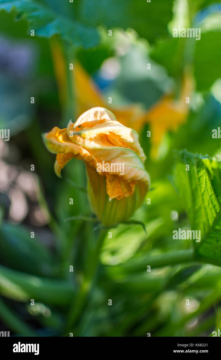 Flower of a fresh courgette growing Stock Photo - Alamy
