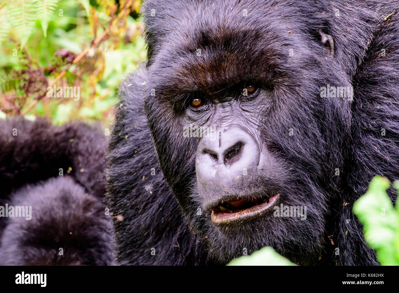 Gorilla head hi-res stock photography and images - Alamy