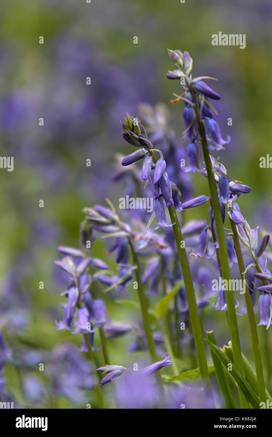 Curved trumpets hi-res stock photography and images - Alamy