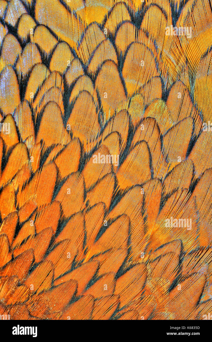 Ring-necked Pheasant (Phasianus colchicus) feathers Stock Photo - Alamy