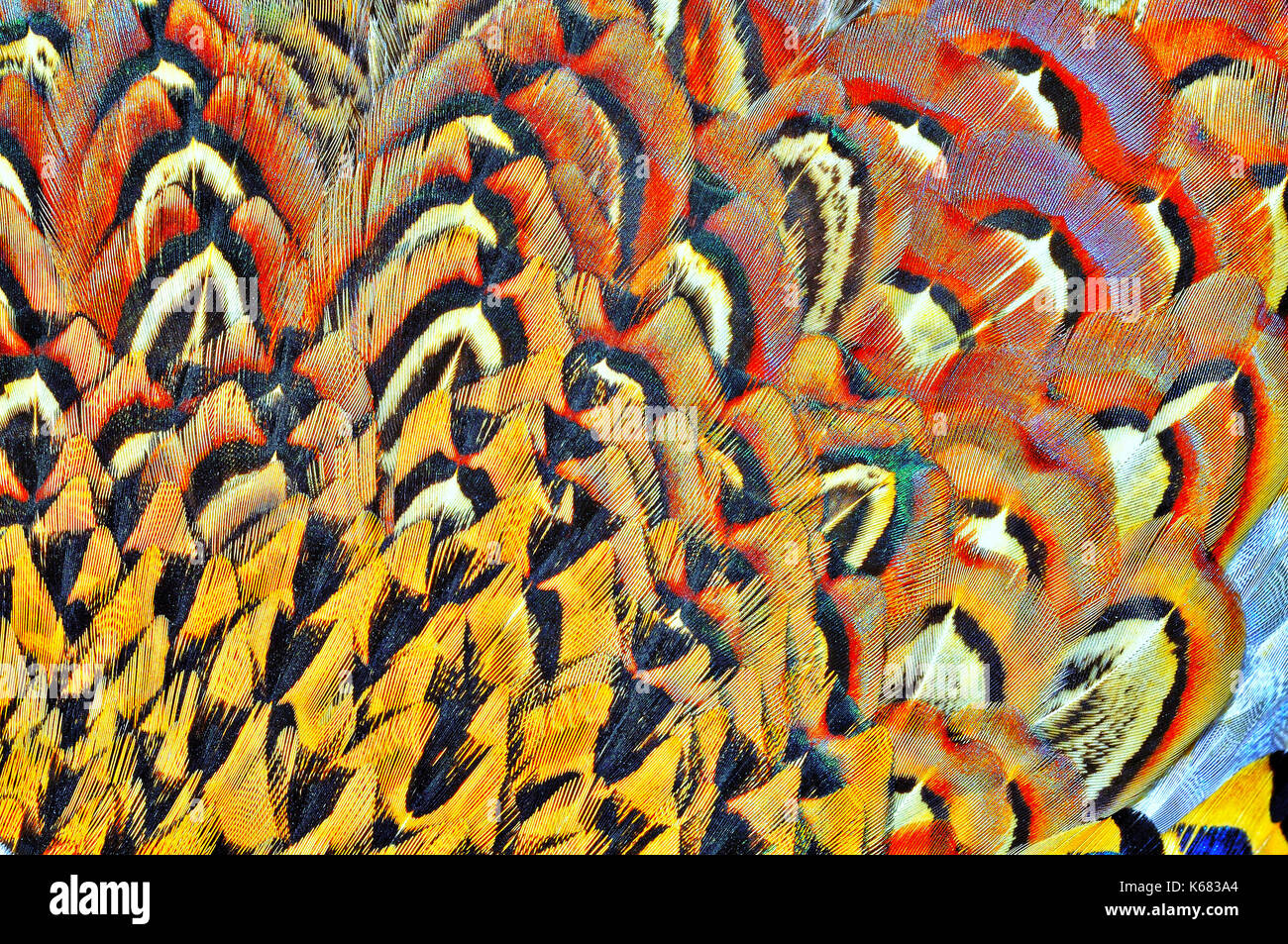 Ring-necked Pheasant (Phasianus colchicus) feathers Stock Photo - Alamy
