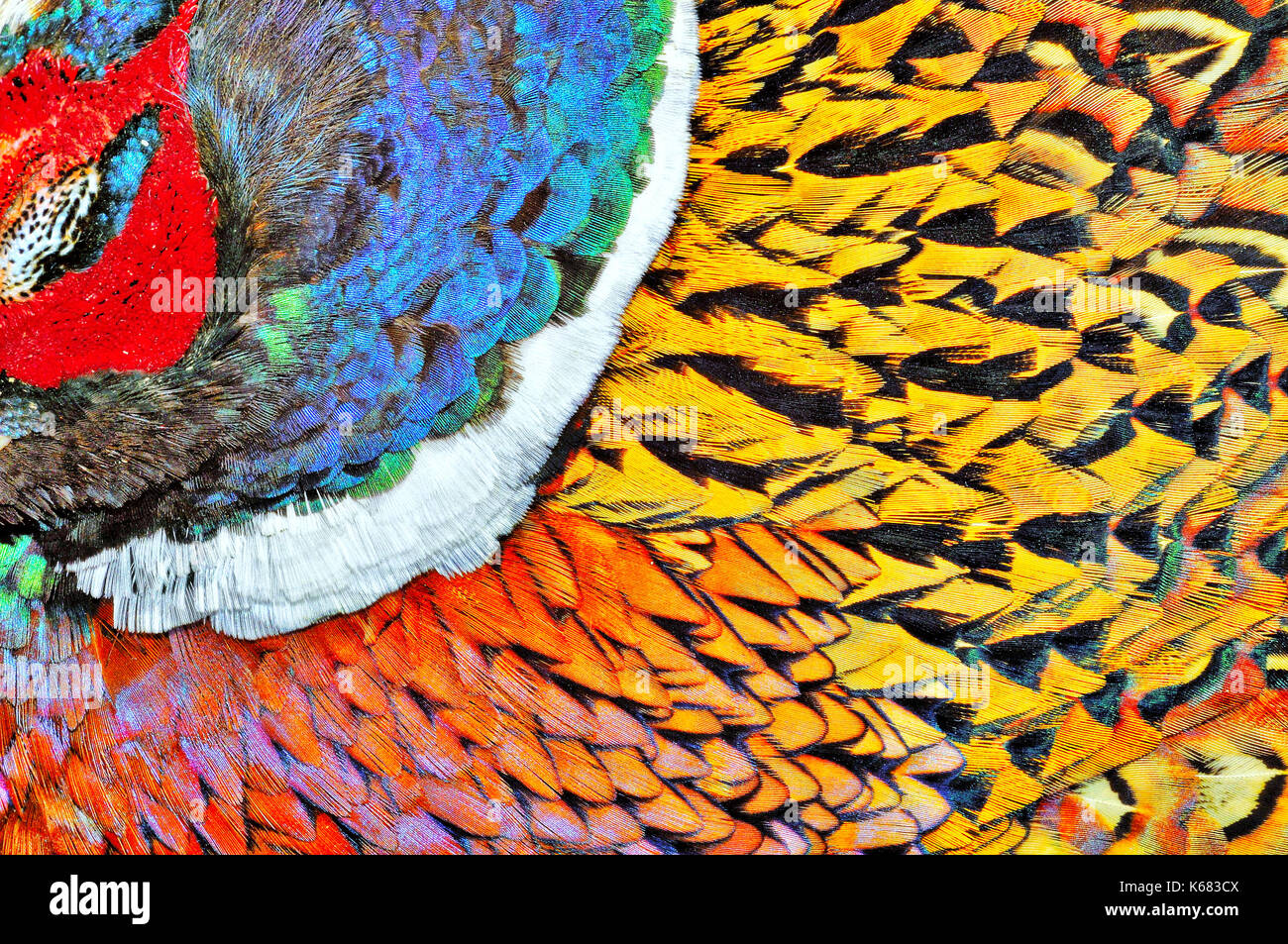 Ring-necked Pheasant (Phasianus colchicus) feathers Stock Photo - Alamy