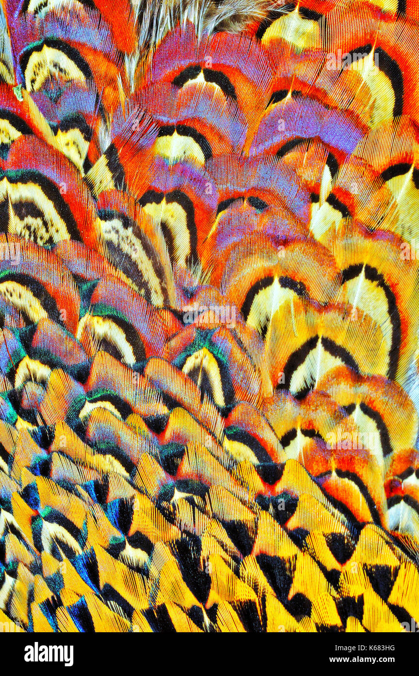 Ring-necked Pheasant (Phasianus colchicus) feathers Stock Photo - Alamy