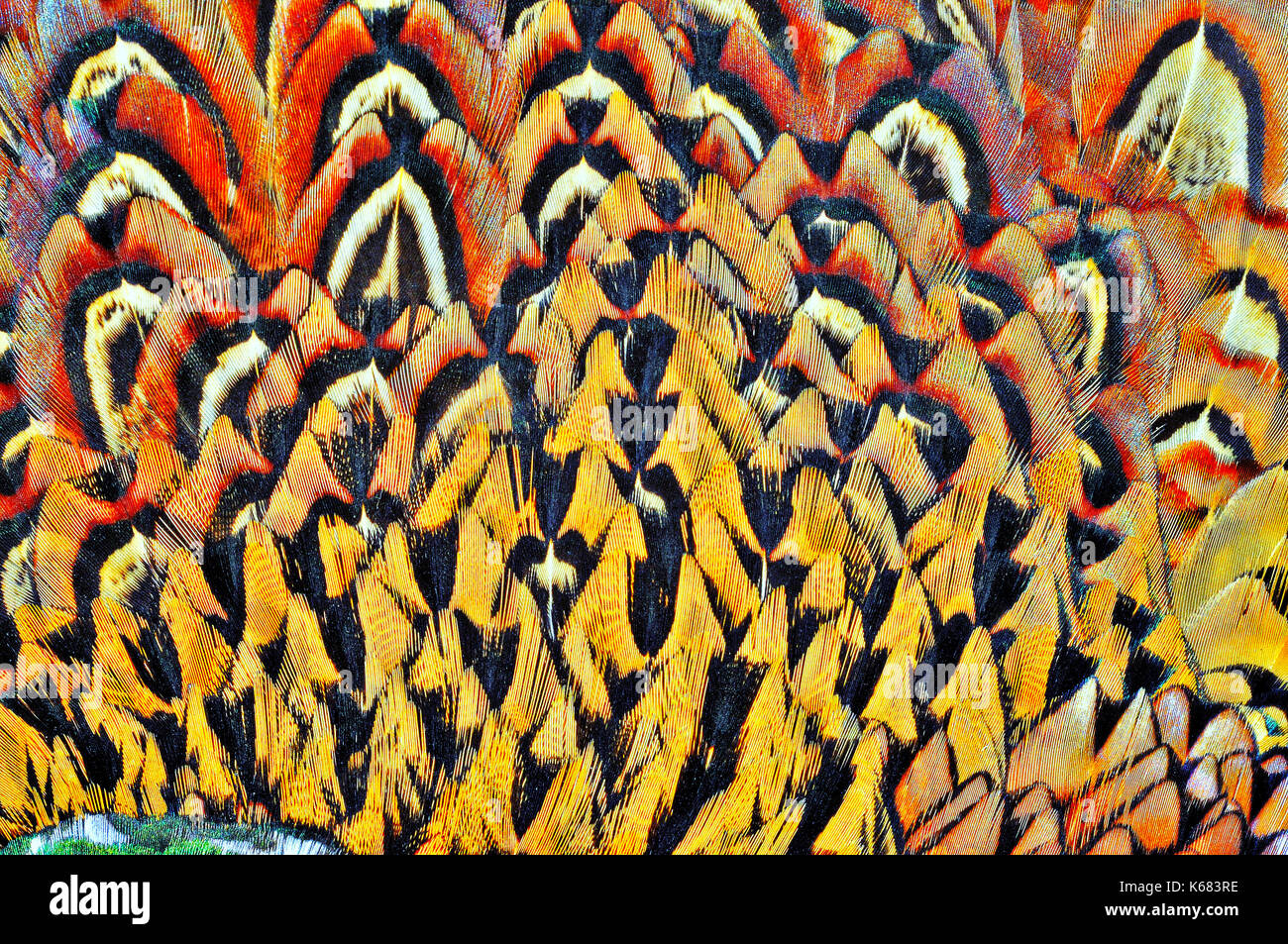 Ring-necked Pheasant (Phasianus colchicus) feathers Stock Photo - Alamy