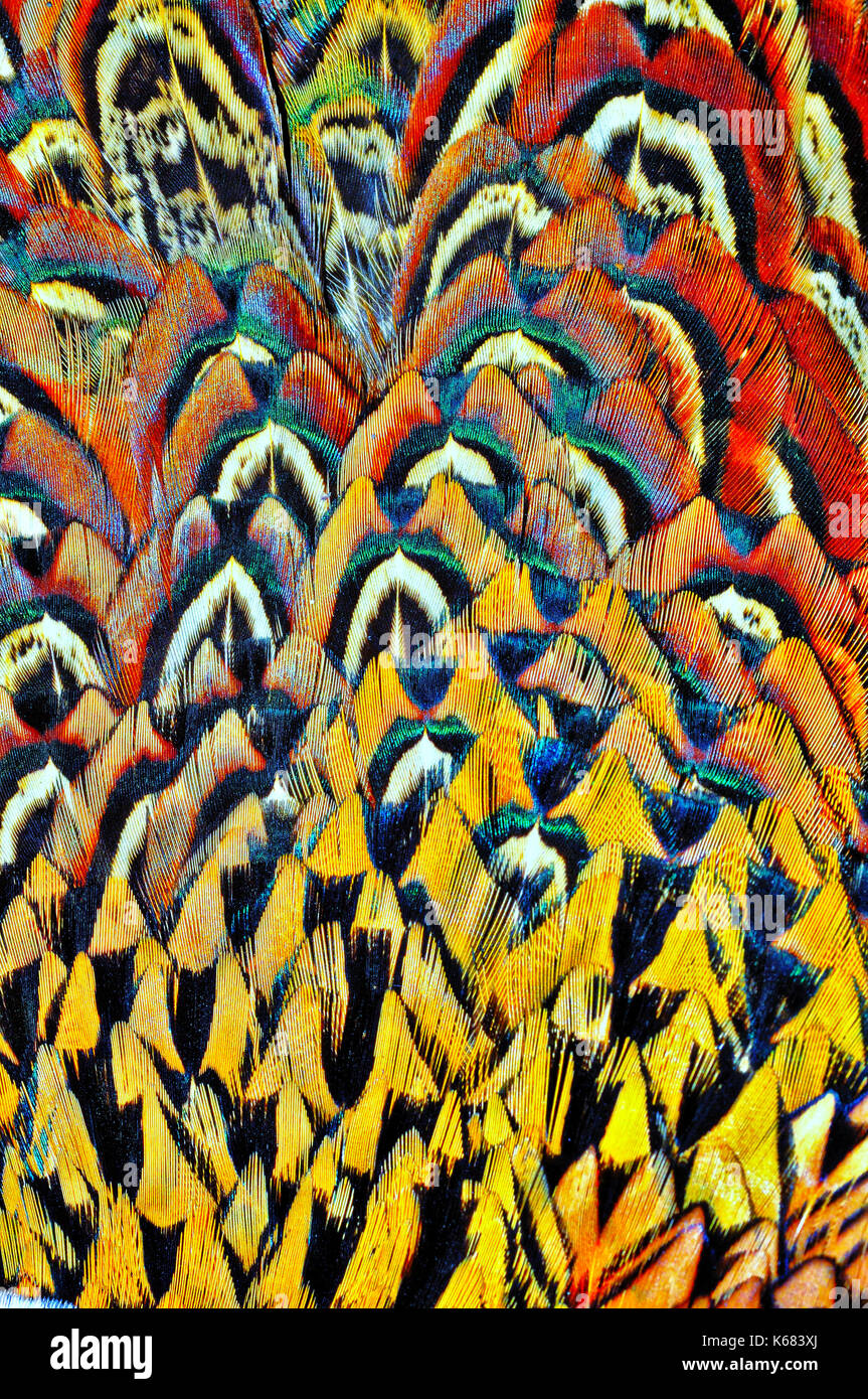 Ring-necked Pheasant (Phasianus colchicus) feathers Stock Photo - Alamy