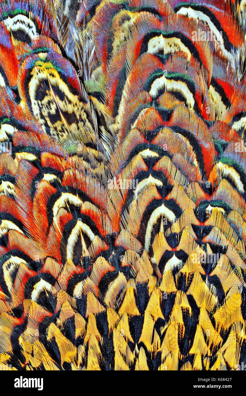 Ring-necked Pheasant (Phasianus colchicus) feathers Stock Photo - Alamy