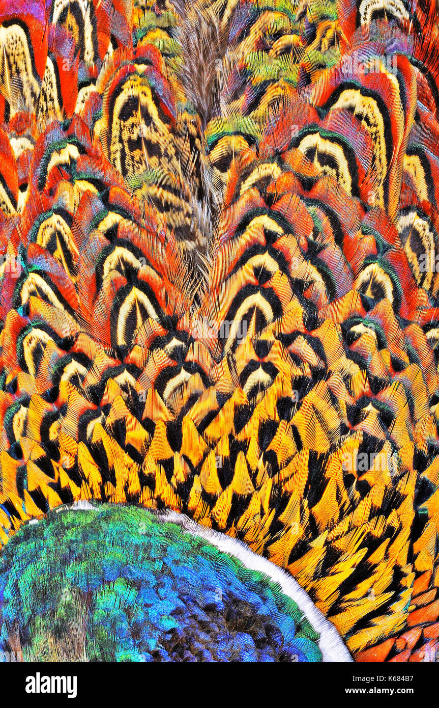 Ring-necked Pheasant (Phasianus colchicus) feathers Stock Photo - Alamy
