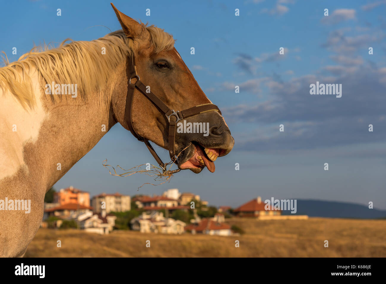 Funny horse face laughing hi-res stock photography and images - Alamy