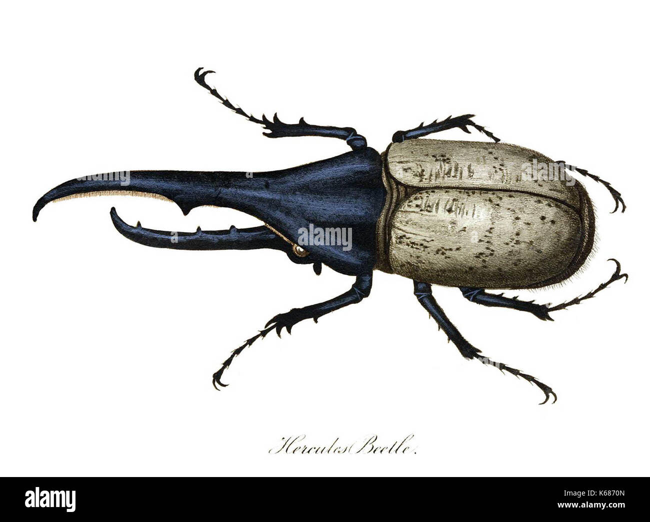 Ancient beetle Cut Out Stock Images & Pictures - Alamy
