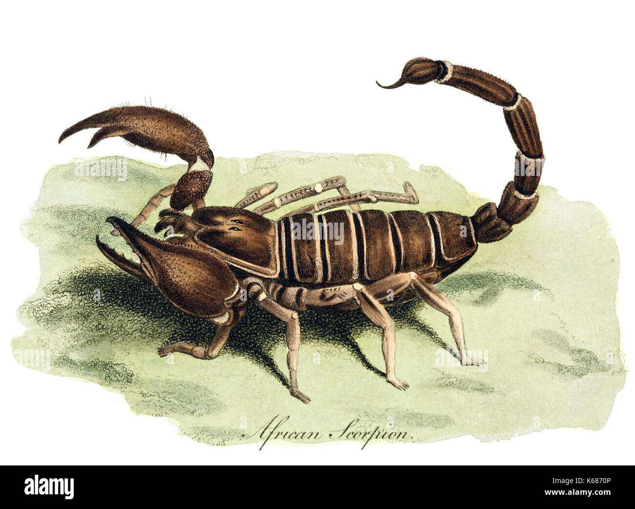 Giant Forest Scorpion High Resolution Stock Photography and Images - Alamy