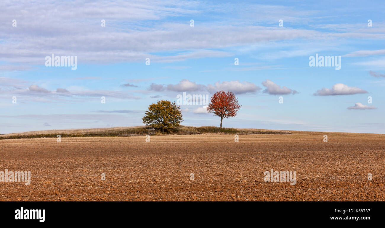 Autumn plain landscape with two remote trees in the distance Stock ...