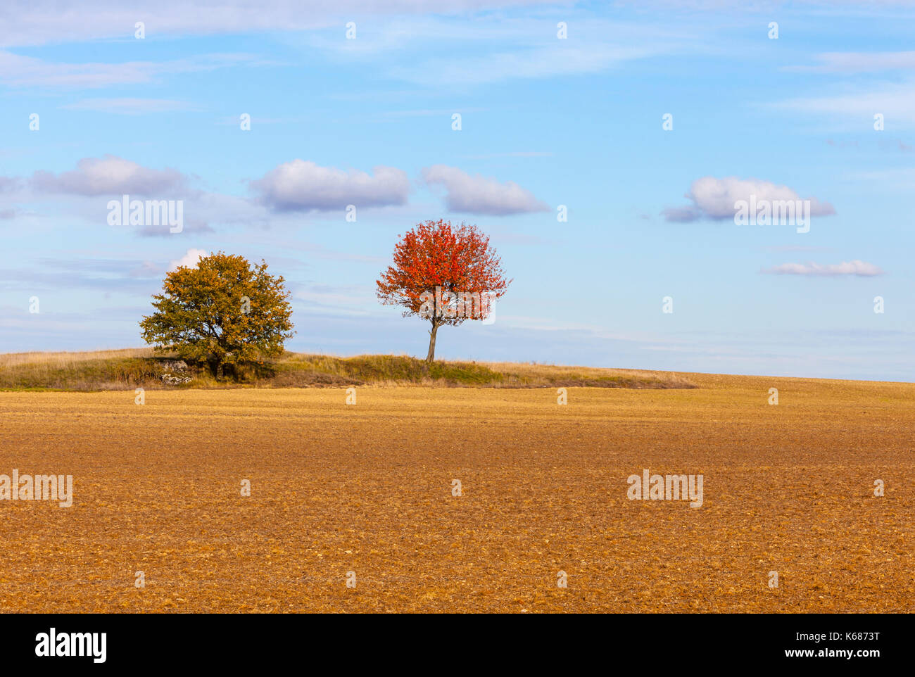 Autumn plain landscape with two remote trees in the distance Stock ...
