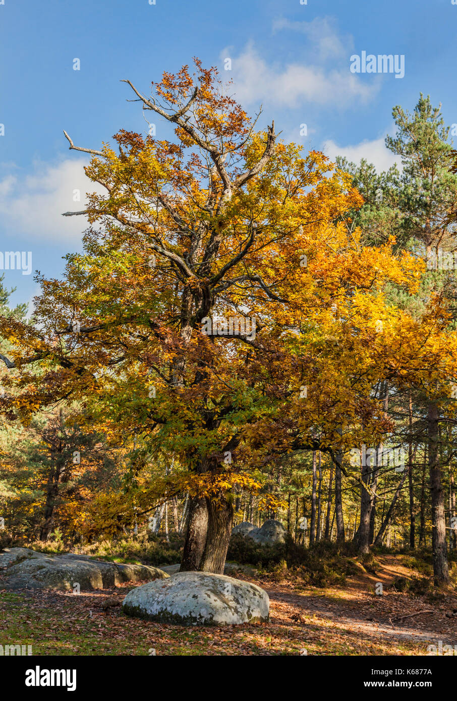 Beautiful fall landscape with colorful trees and rocks located in ...