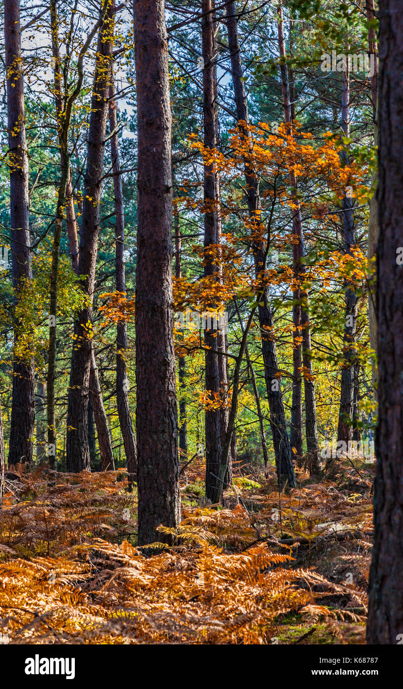 Beautiful fall landscape with colorful trees and ferns located in ...