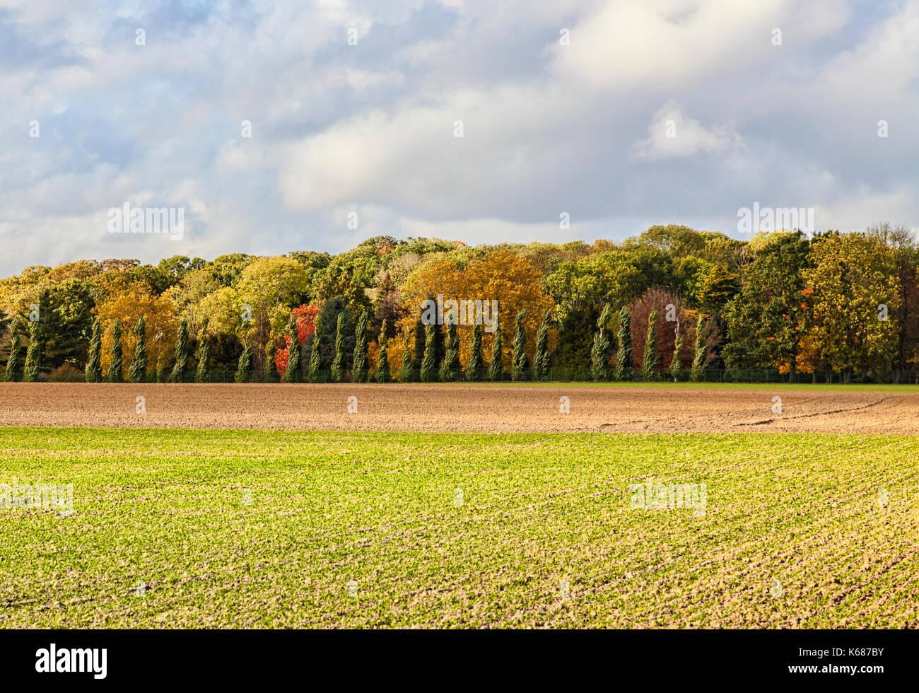 Beauce forest hi-res stock photography and images - Alamy