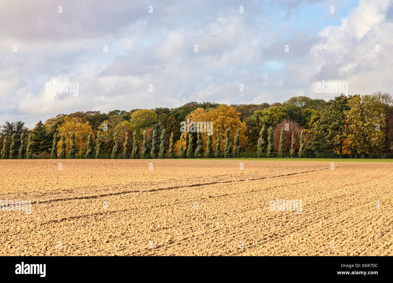 Plain autumn landscape with a forest in the distance. Location: Beauce ...
