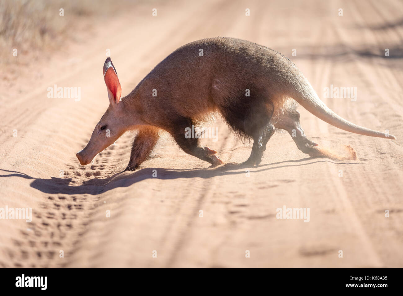 Aardvark in the Kalahari Desert Stock Photo - Alamy
