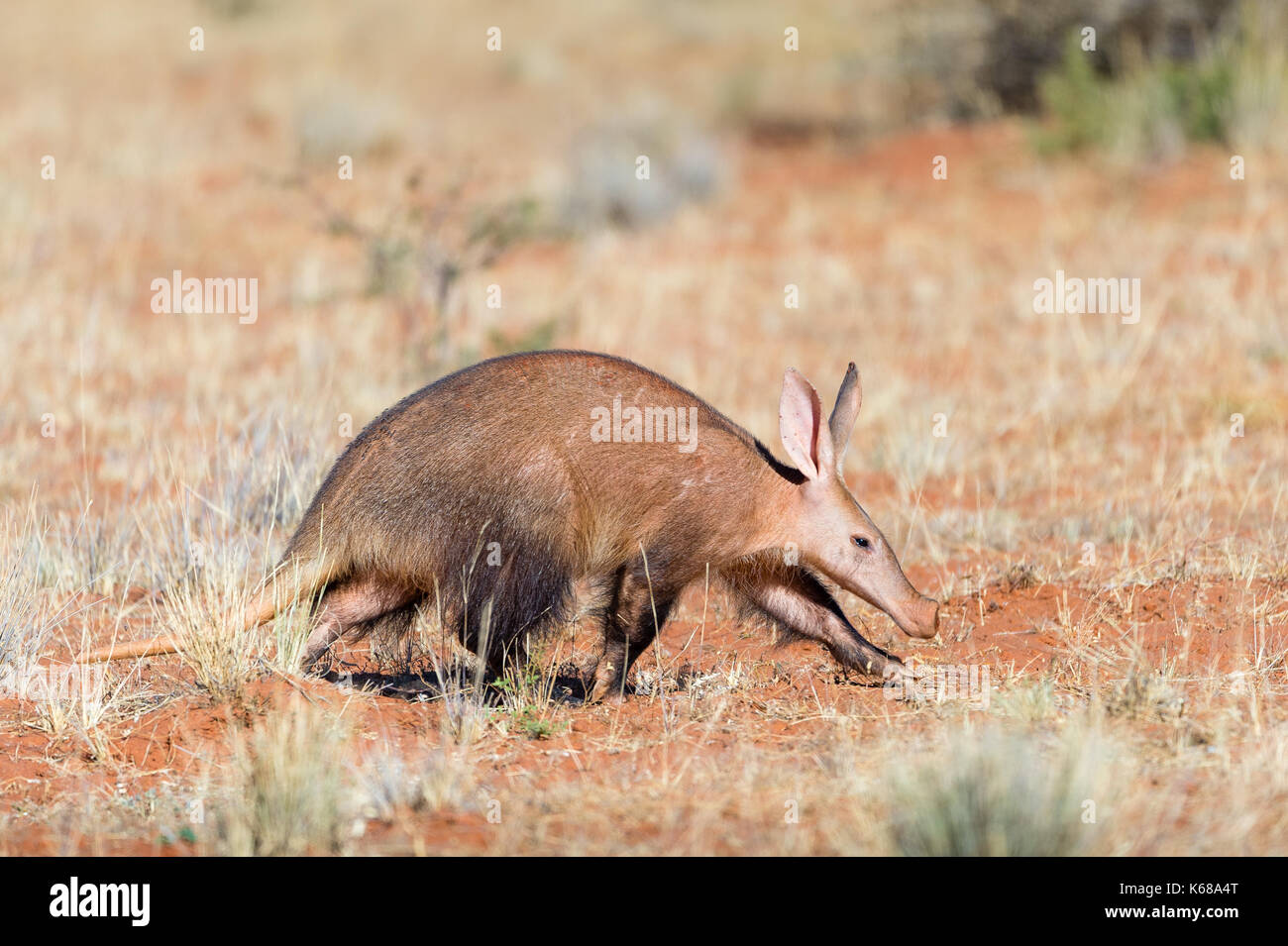 Aardvark Claws High Resolution Stock Photography and Images - Alamy