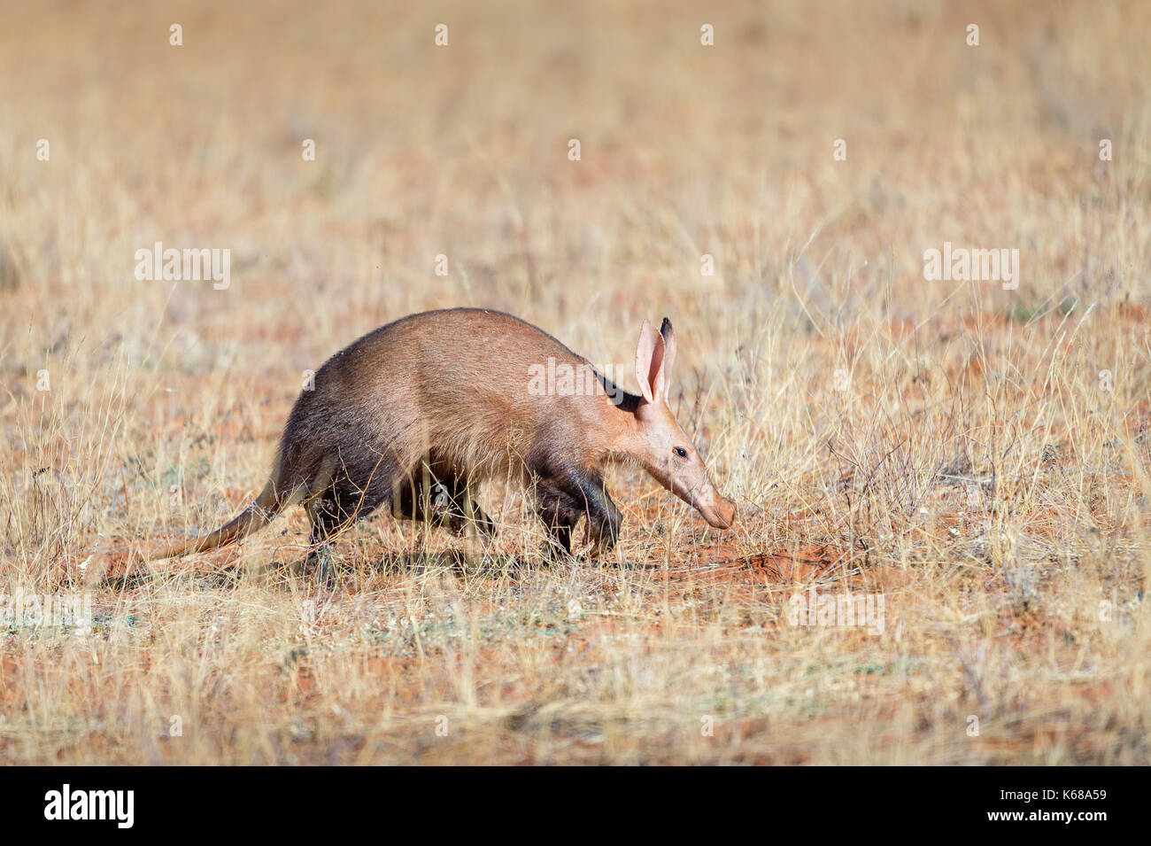 Aardvark High Resolution Stock Photography and Images - Alamy