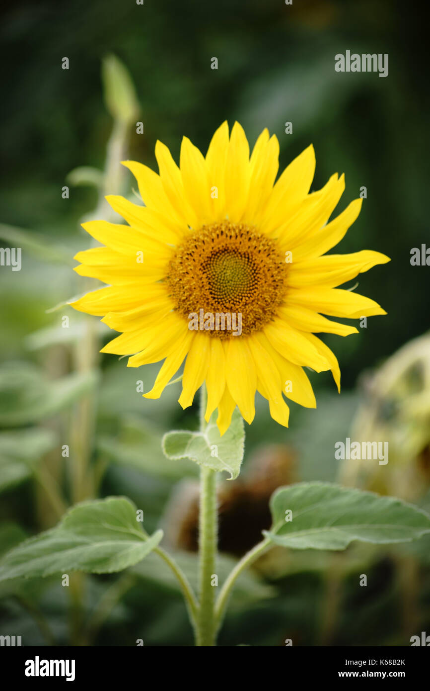 Sunflower sun shines hi-res stock photography and images - Alamy