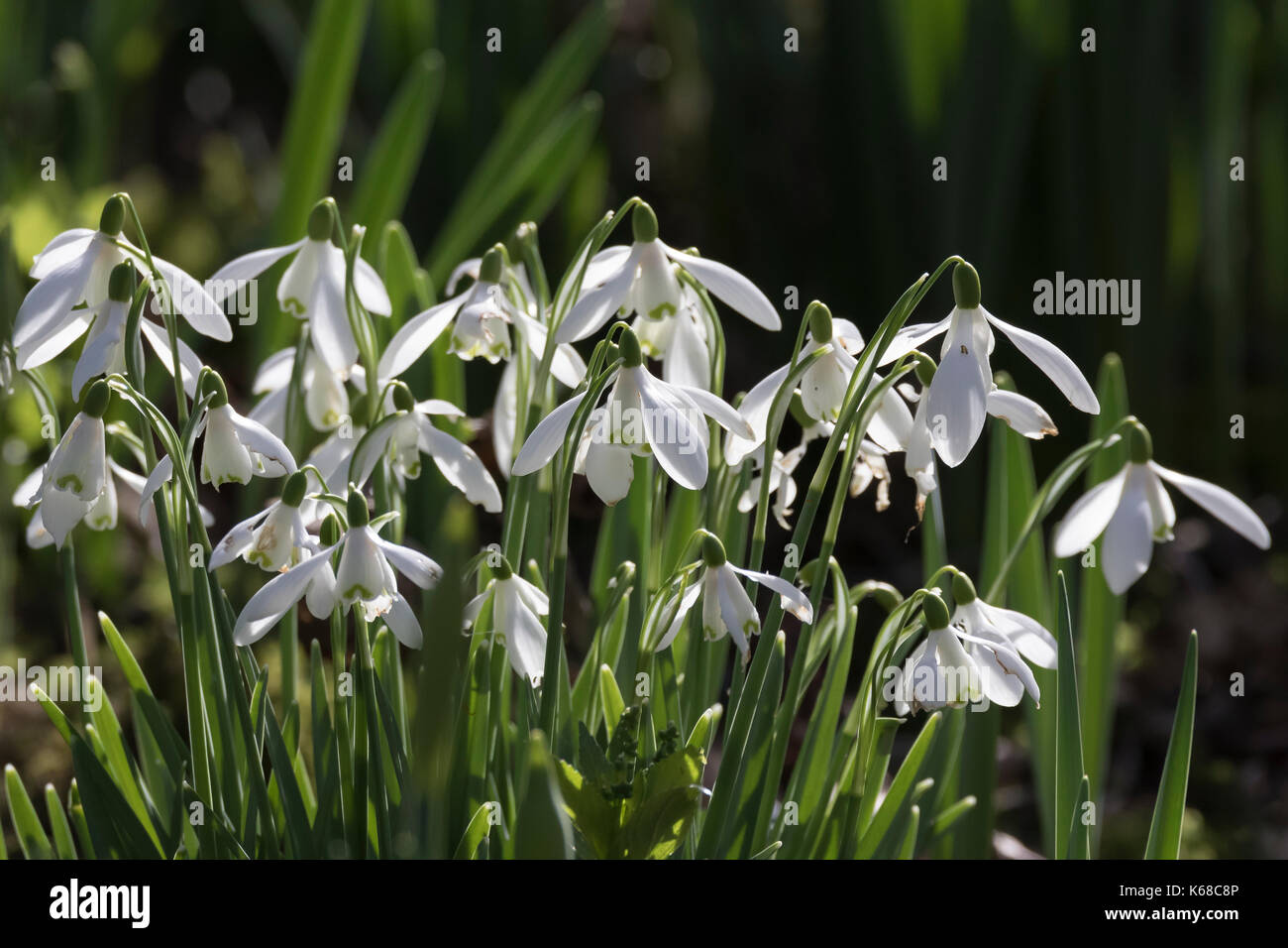 Common snowdrop naturalised hi-res stock photography and images - Alamy