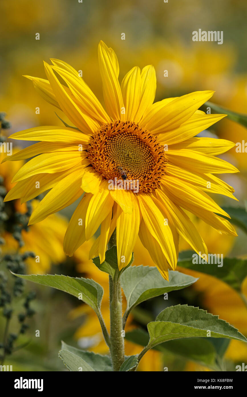 Large heads of golden yellow flowers hi-res stock photography and ...