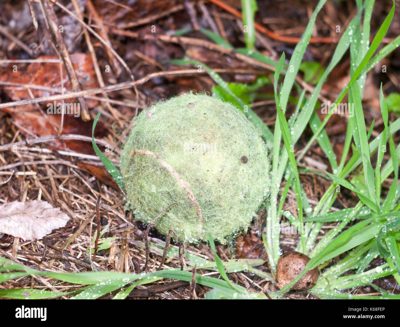 an old dirty rough faded green tennis ball on the ground; England; UK ...