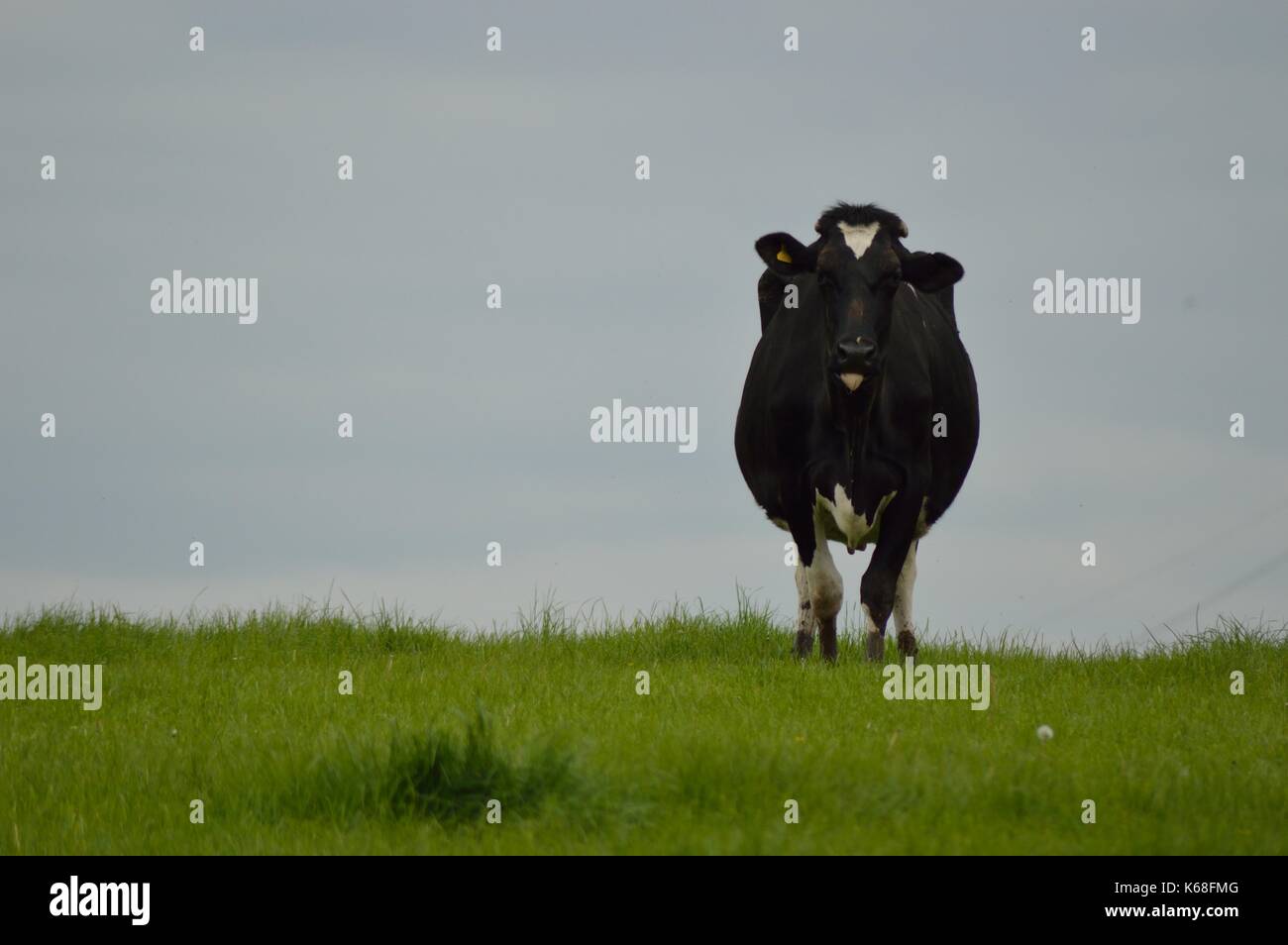 Single cow hi-res stock photography and images - Alamy