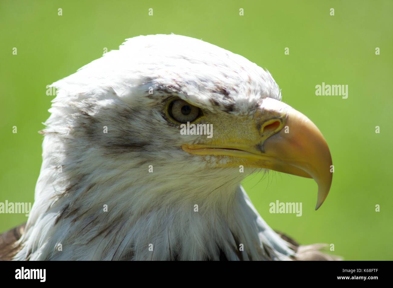 Bald Eagle close up of face Stock Photo - Alamy