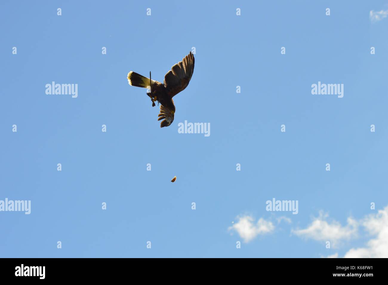 Bird Of Prey Dive High Resolution Stock Photography and Images - Alamy